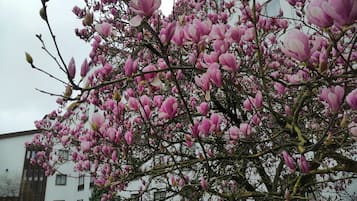 Uma mangueira com flores cor-de-rosa em frente a um edifício.