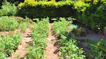 Jardim