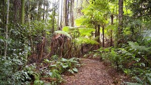 Uma trilha em meio à floresta, com vegetação densa e árvores.