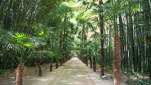 Uma trilha bordeada por bambus altos e palmeiras, conduzindo a uma floresta densa.