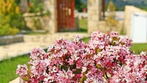 Um jardim com flores cor-de-rosa em primeiro plano e um portão de pedra ao fundo.