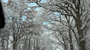 Uma floresta com árvores cobertas de neve.