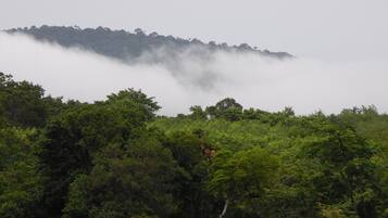 Uma floresta densa com uma colina envolta em névoa ao fundo.