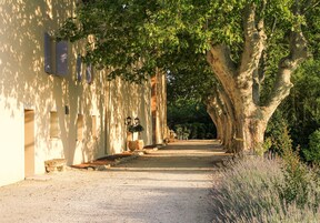 Um caminho estreito, ladeado por árvores, leva a um edifício de fachada clara e janelas.