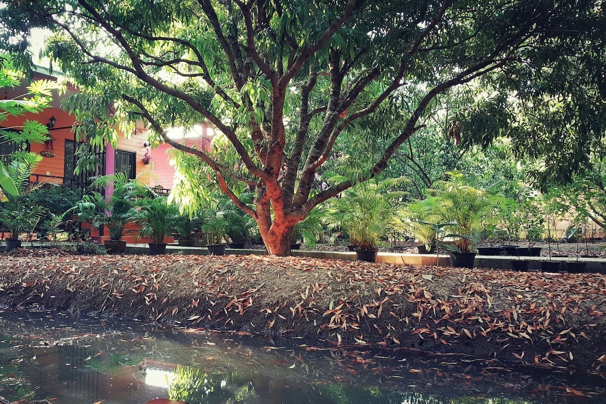 Um jardim tranquilo com lago, rodeado por diversas plantas em vasos e árvores.
