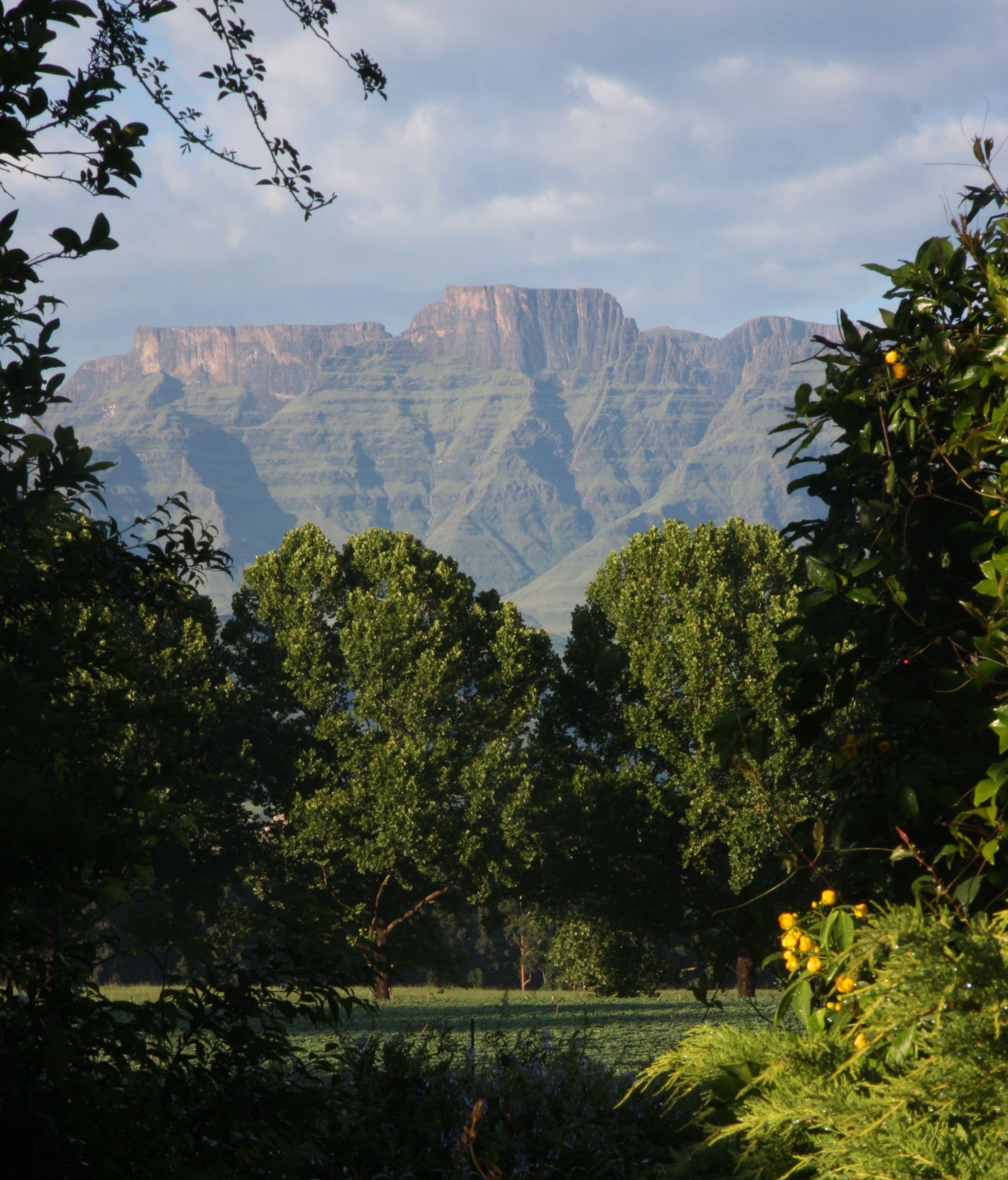 Paisagem montanhosa com árvores verdes e densas em primeiro plano e vista clara das montanhas ao fundo.