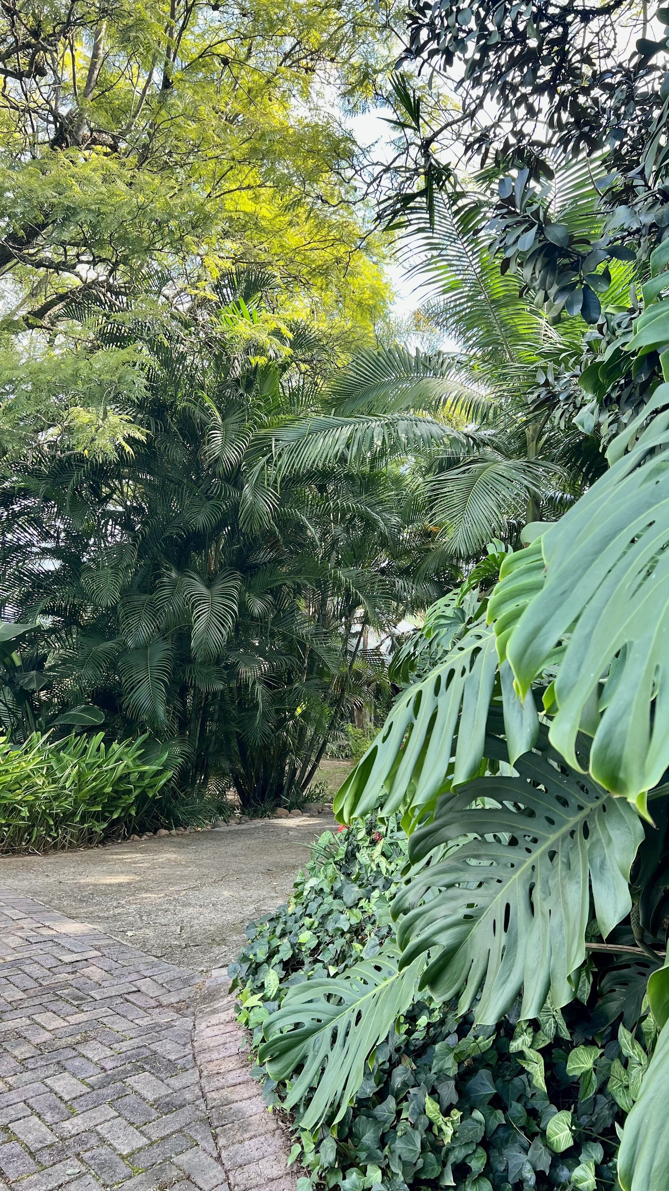 Uma trilha pavimentada rodeada por vegetação exuberante, com plantas de folhas grandes e folhagem densa.