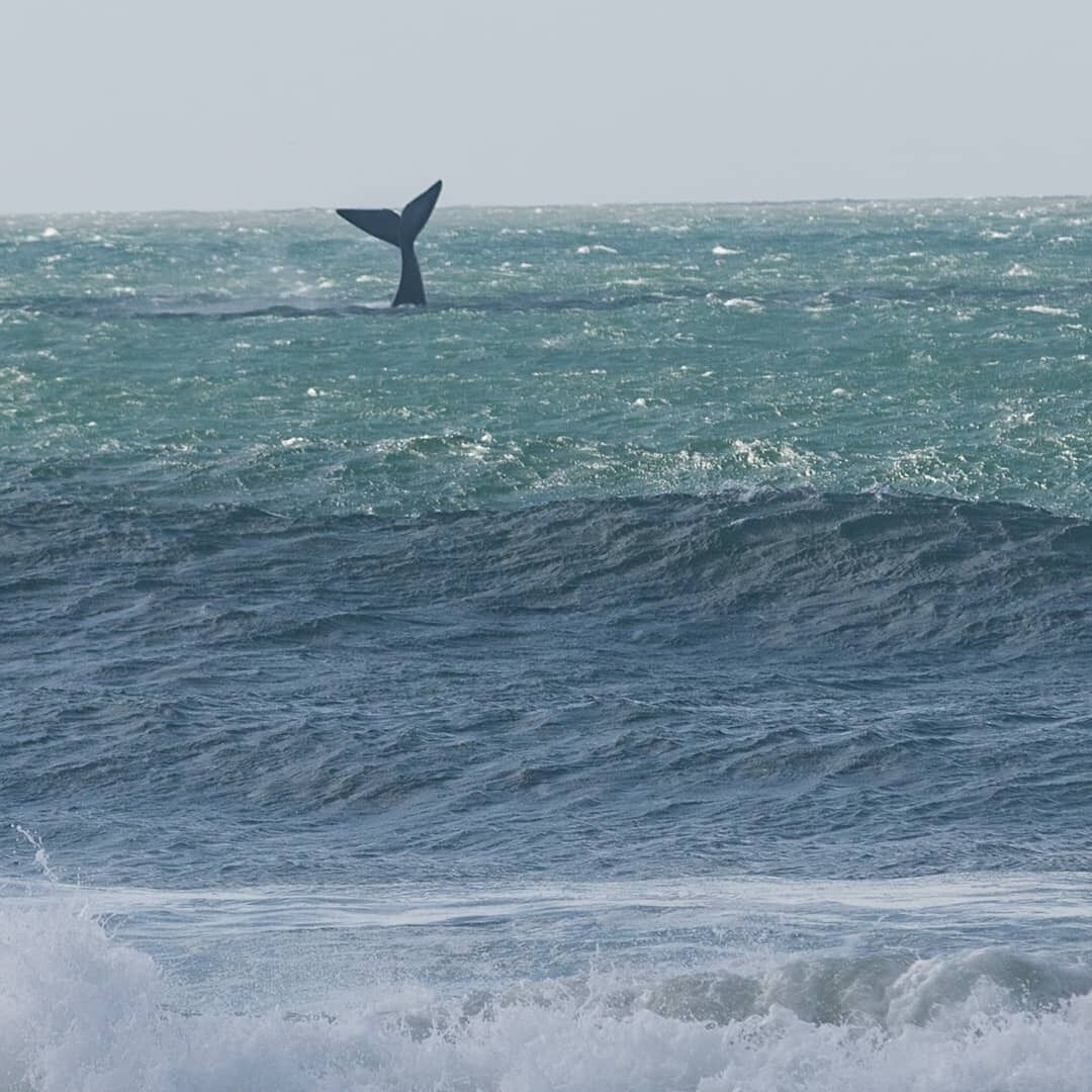 A cauda de baleia acima da superfície do oceano.