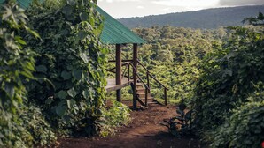 Estrutura de madeira com telhado verde, rodeada por vegetação densa e um caminho de terra que leva a uma área arborizada.
