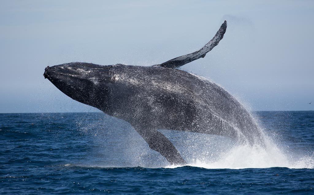 Uma baleia rompendo a superfície do oceano.