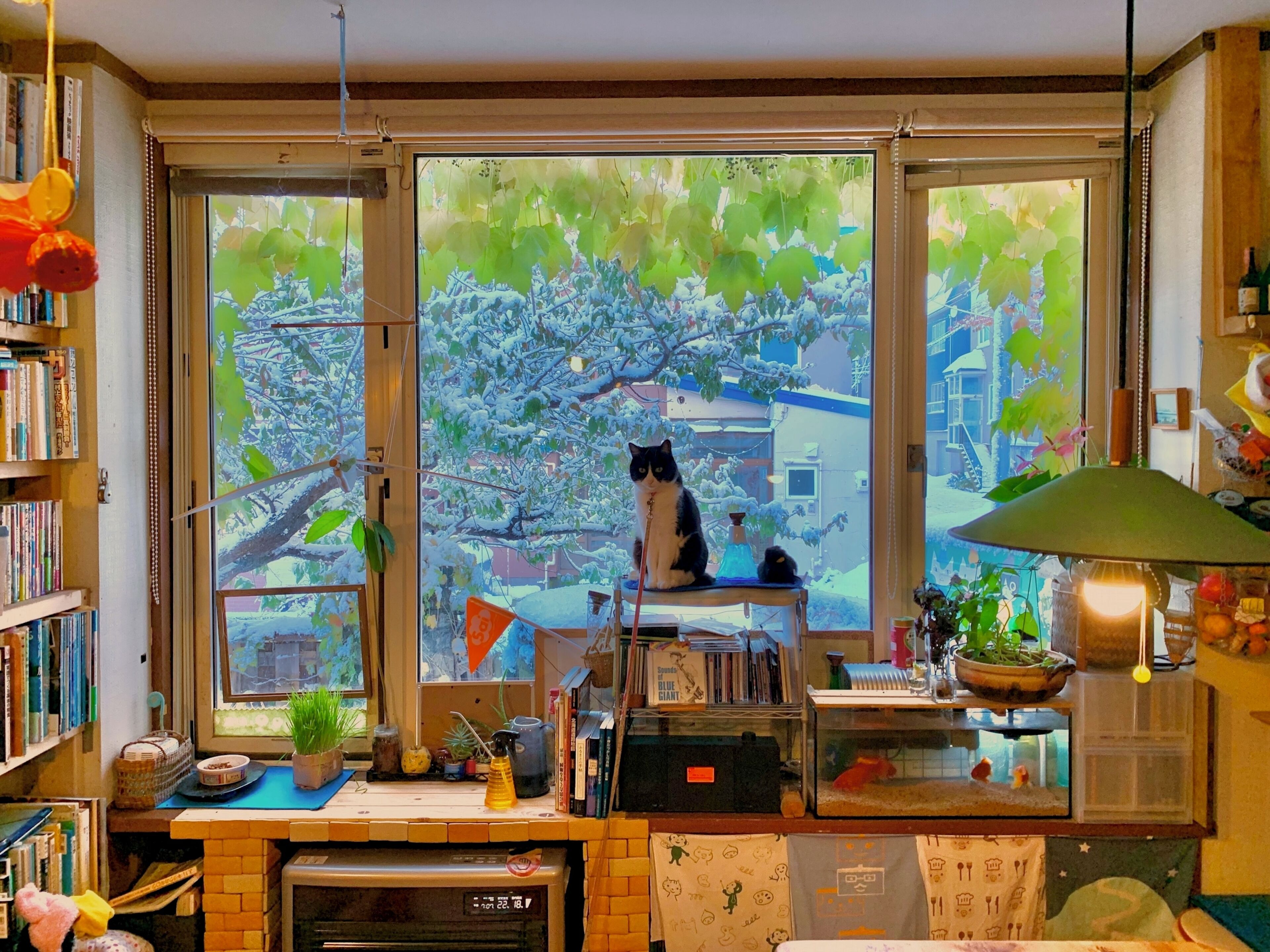 Uma cozinha com uma janela grande, um gato e diversos utensílios.