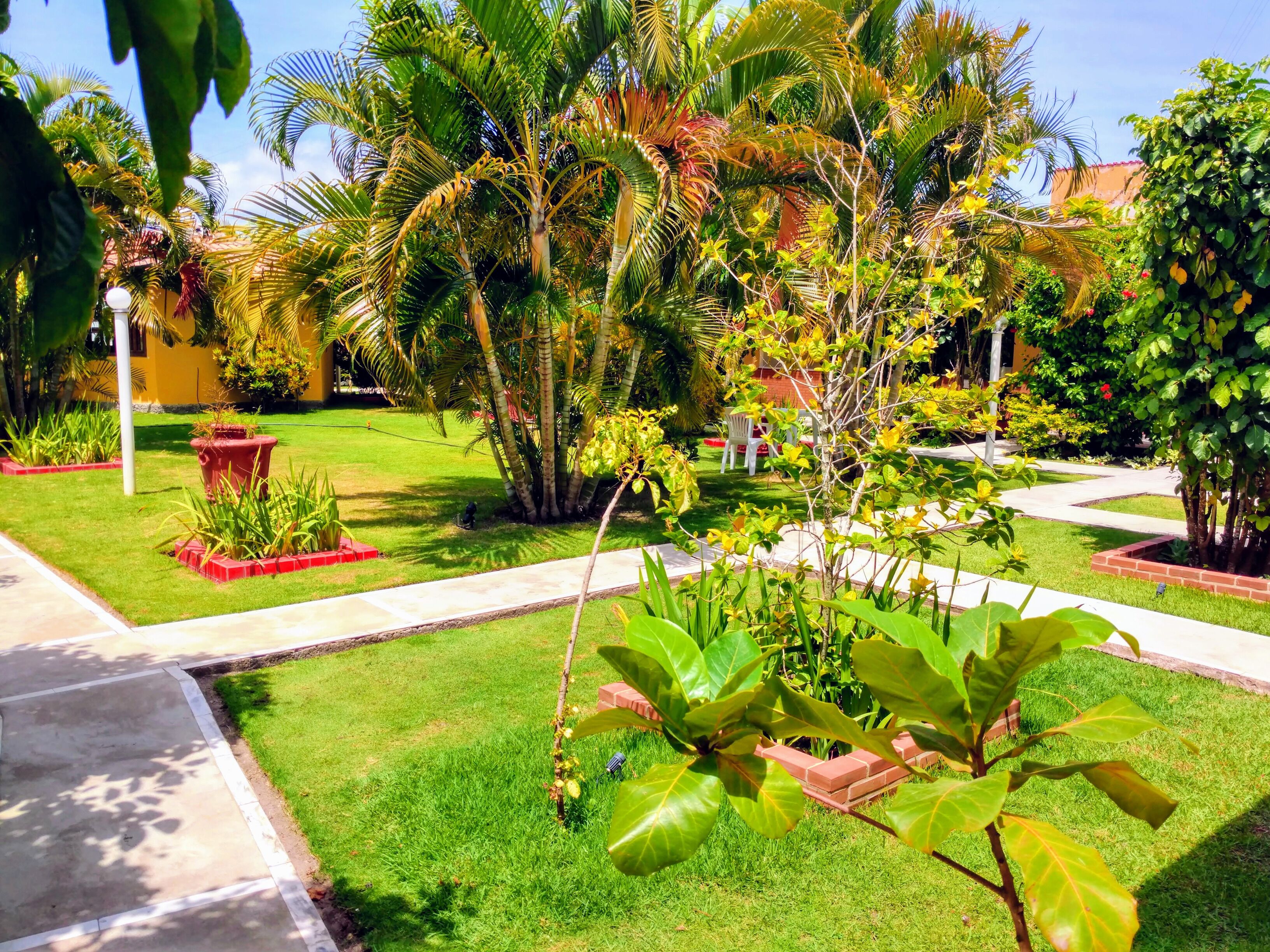 Um jardim bem cuidado, com diversas plantas e um caminho pavimentado.