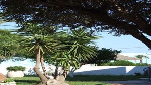 Um jardim com diversas árvores, incluindo palmeiras, e um edifício branco ao fundo.