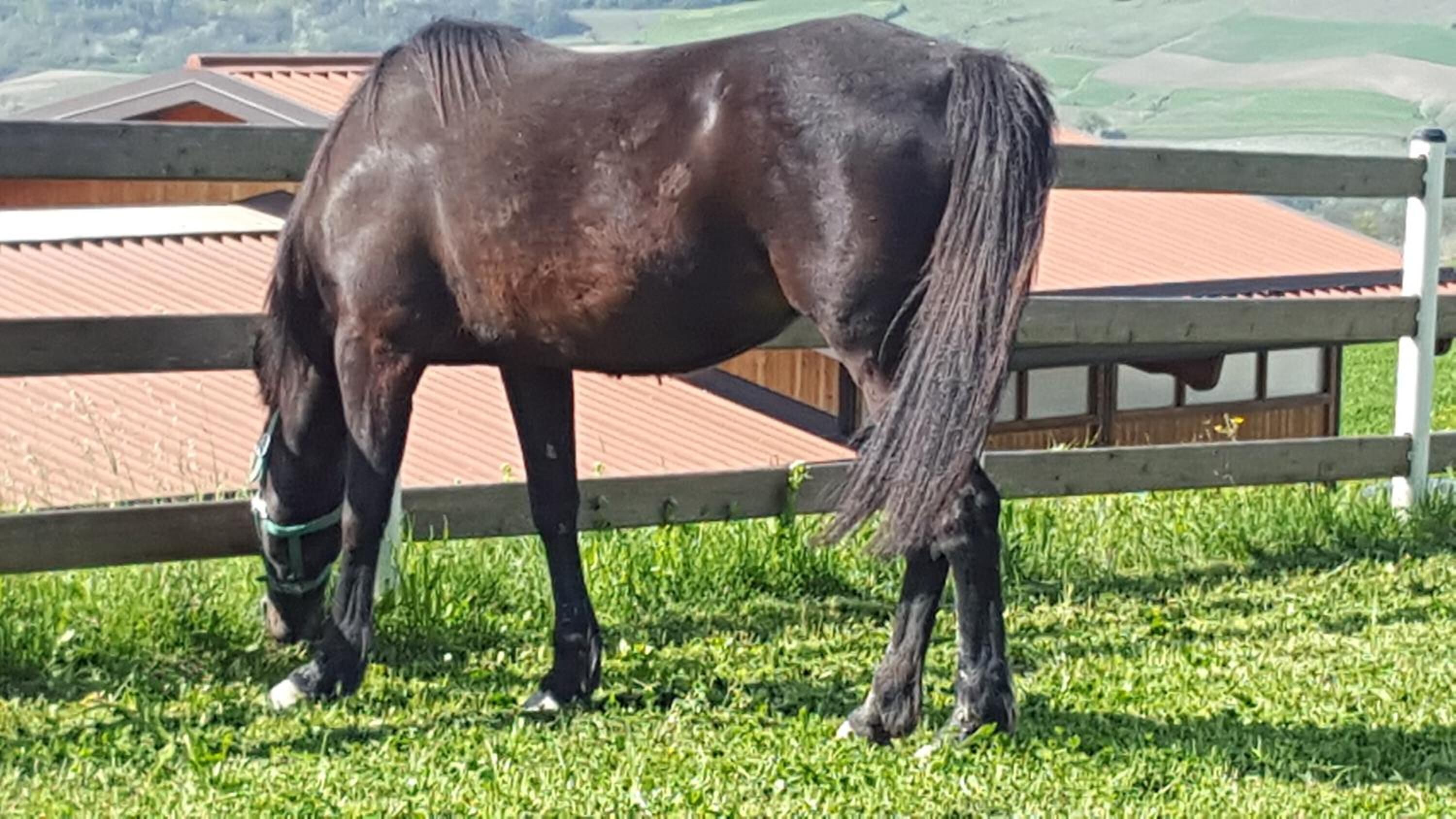 Um cavalo pastando em um espaço cercado, com um estábulo de telhado vermelho ao fundo.