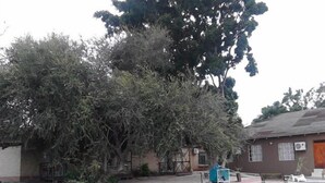 Um bairro residencial com uma árvore grande, uma casa com telhado marrom e uma pequena área de jardim com gramado e alguns cadeiras para área externa.