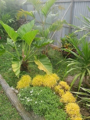 Jardim