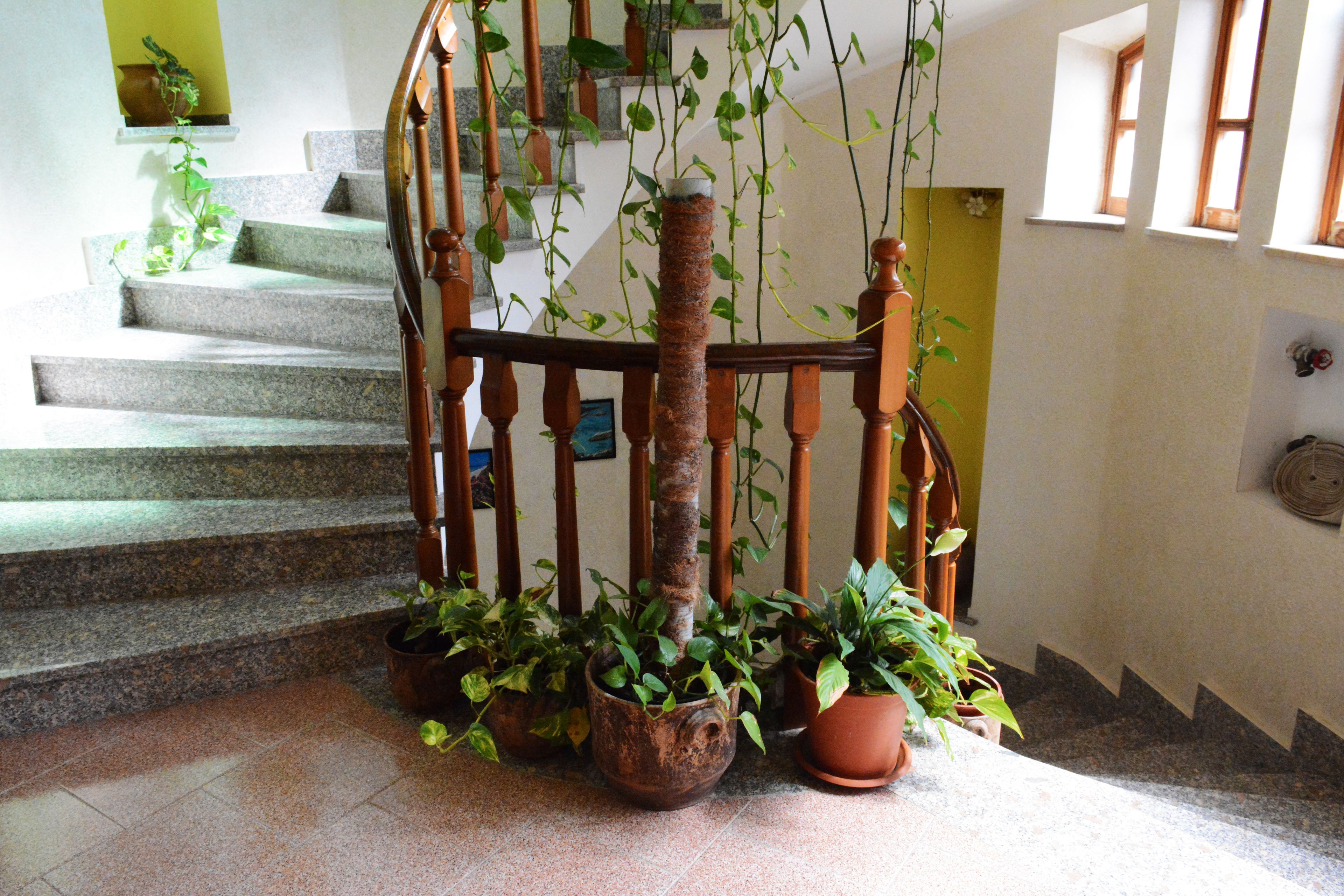 Uma escadaria com corrimão de madeira, cercada por plantas em vasos.