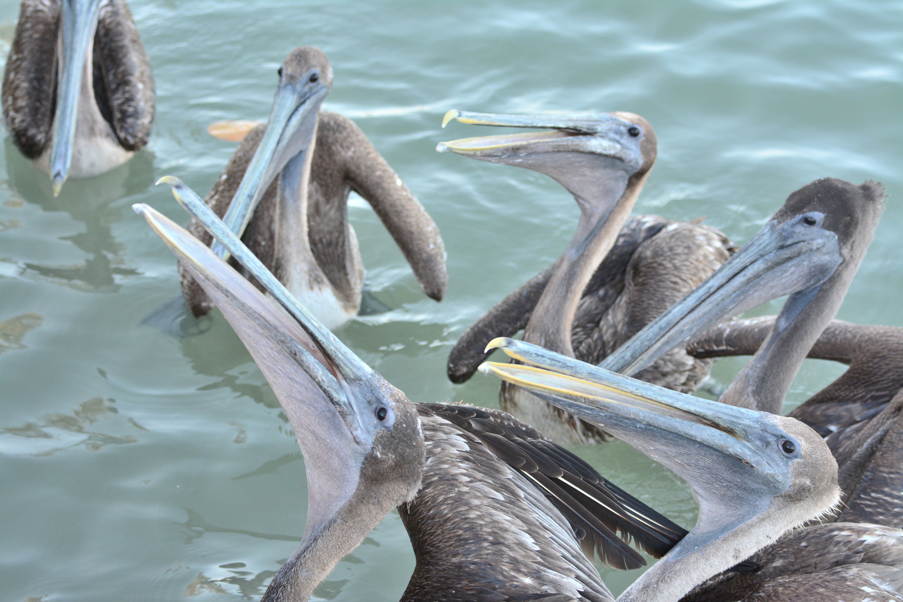 Um grupo de pelicanos com os bicos abertos, provavelmente se alimentando.