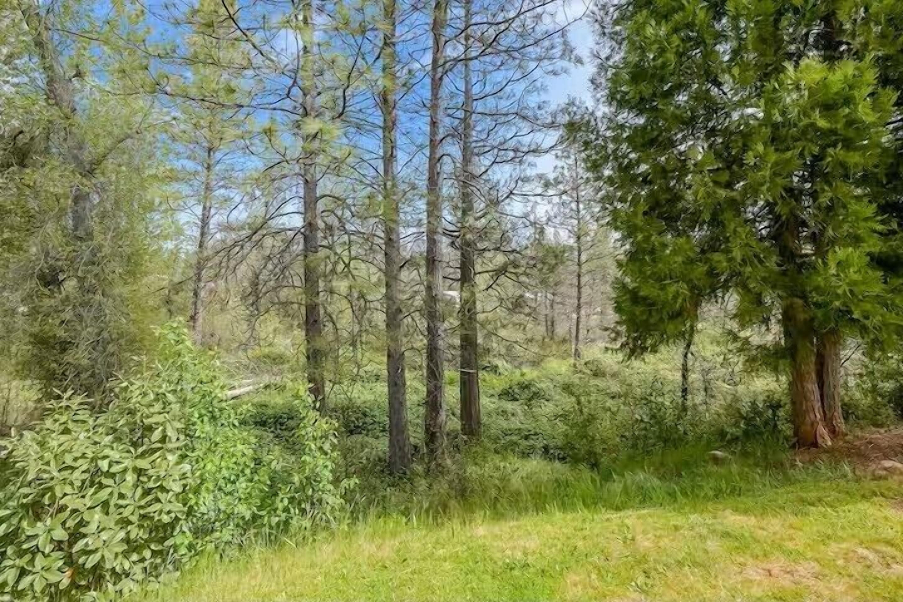 Uma área arborizada com árvores altas e vegetação densa.