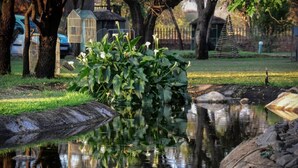 Um lago com uma planta em primeiro plano e uma estrutura de metal ao fundo.
