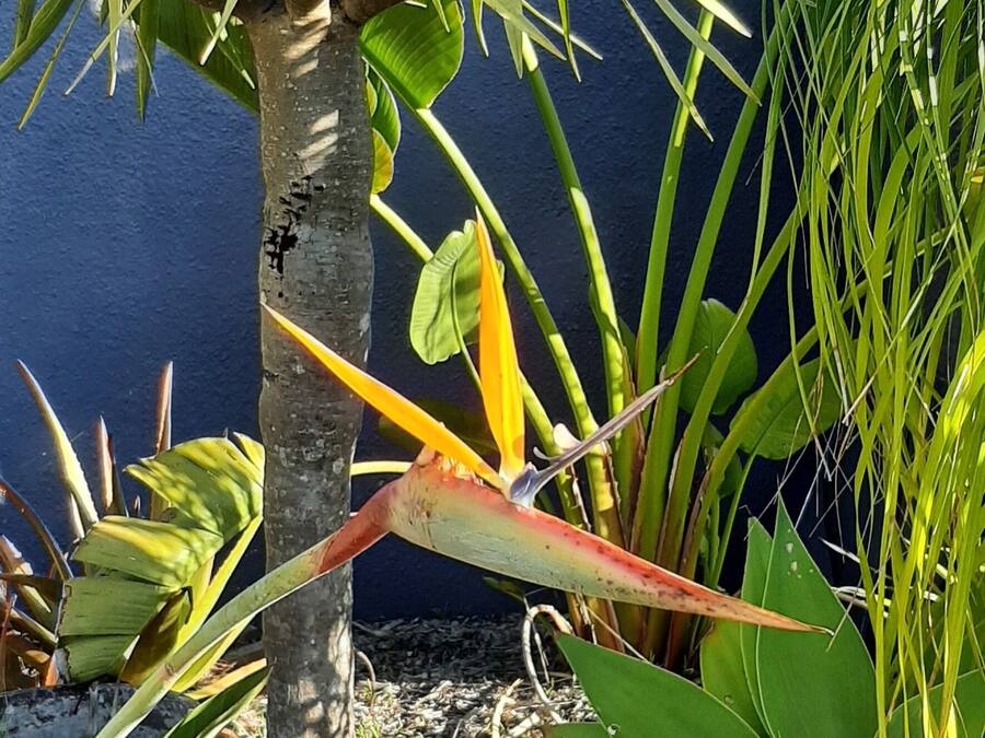 Uma planta tropical com folhas largas e um tronco alto, em frente a uma parede azul.