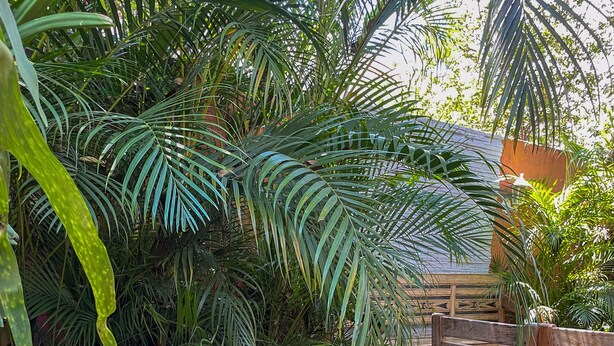Um jardim exuberante com diversas plantas e um banco de madeira.