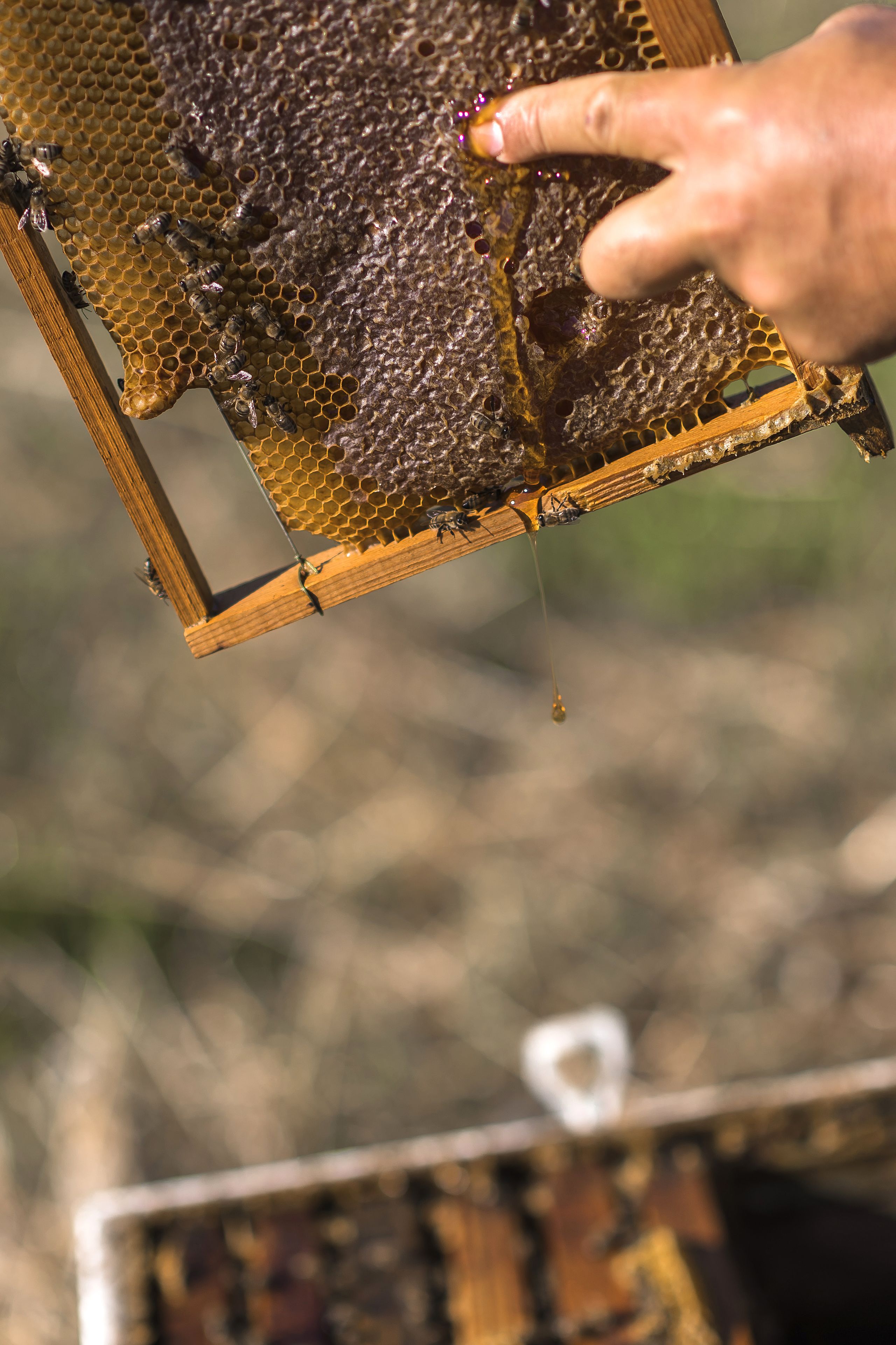 Mão segurando um quadro de colmeia com abelhas e favos de mel.
