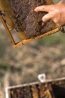 Mão segurando um quadro de colmeia com abelhas e favos de mel.
