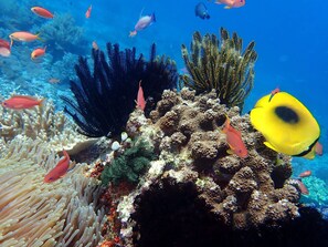 Cena subaquática com formações de coral e diversas espécies de peixes.
