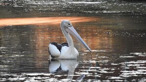 Um pelicano flutuando na água, com seu reflexo visível.