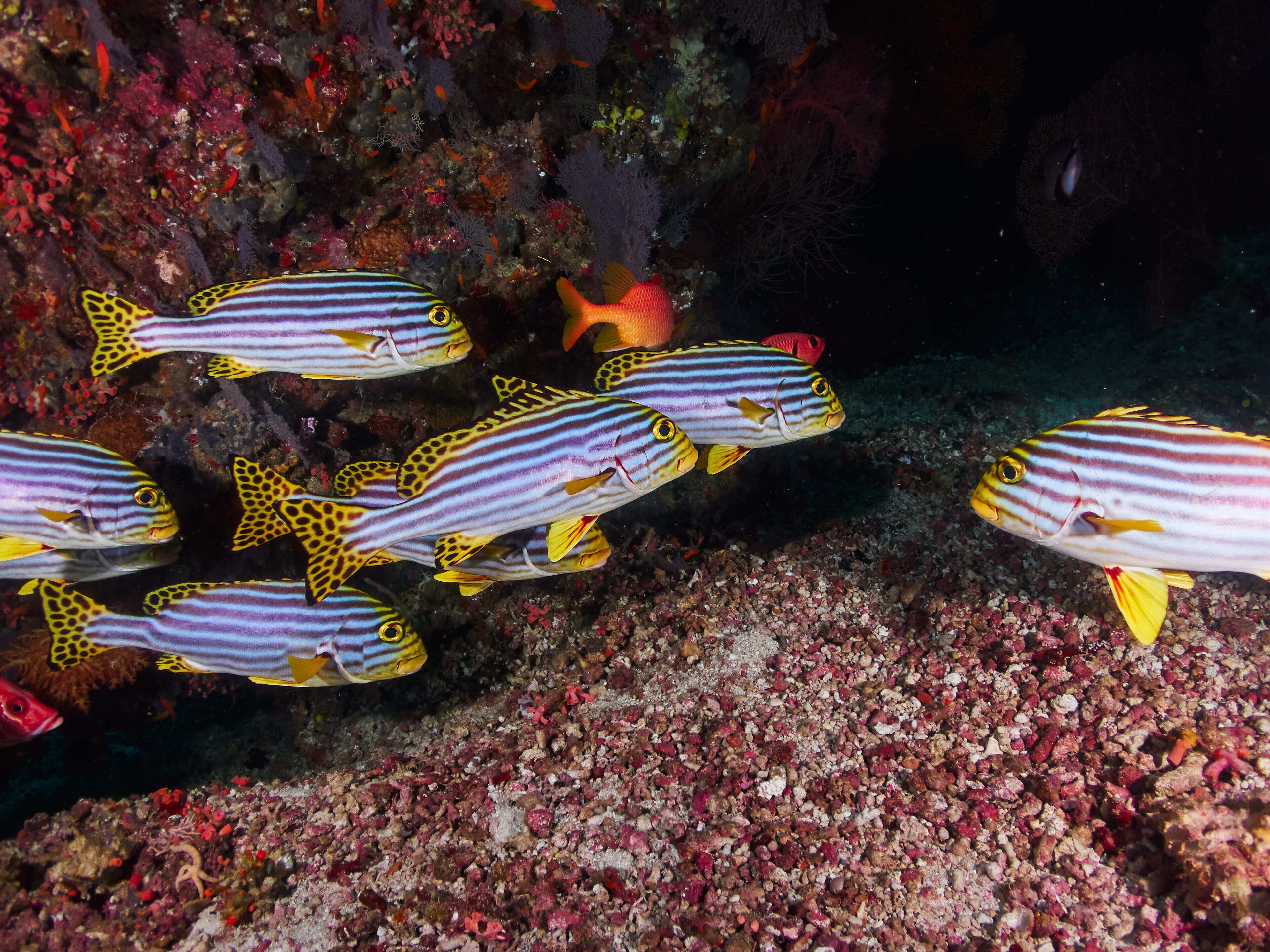 Um grupo de peixes listrados nadando perto de uma superfície rochosa subaquática.
