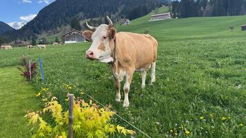 Uma vaca em um campo gramado com uma montanha ao fundo.