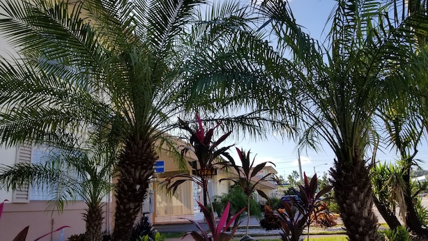 Zona residencial com palmeiras, uma casa e uma rua.