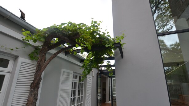Um edifício moderno com uma árvore crescendo por uma pérgola, persianas brancas e uma porta de vidro que dá para um espaço interno.