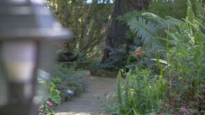 Uma trilha no jardim cercada por vegetação exuberante e um tronco de árvore grande.