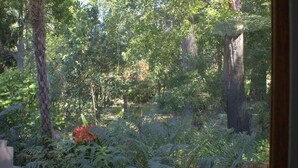 Um jardim com diversas árvores e plantas, um banco e um caminho.