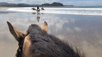 Passeios a cavalo