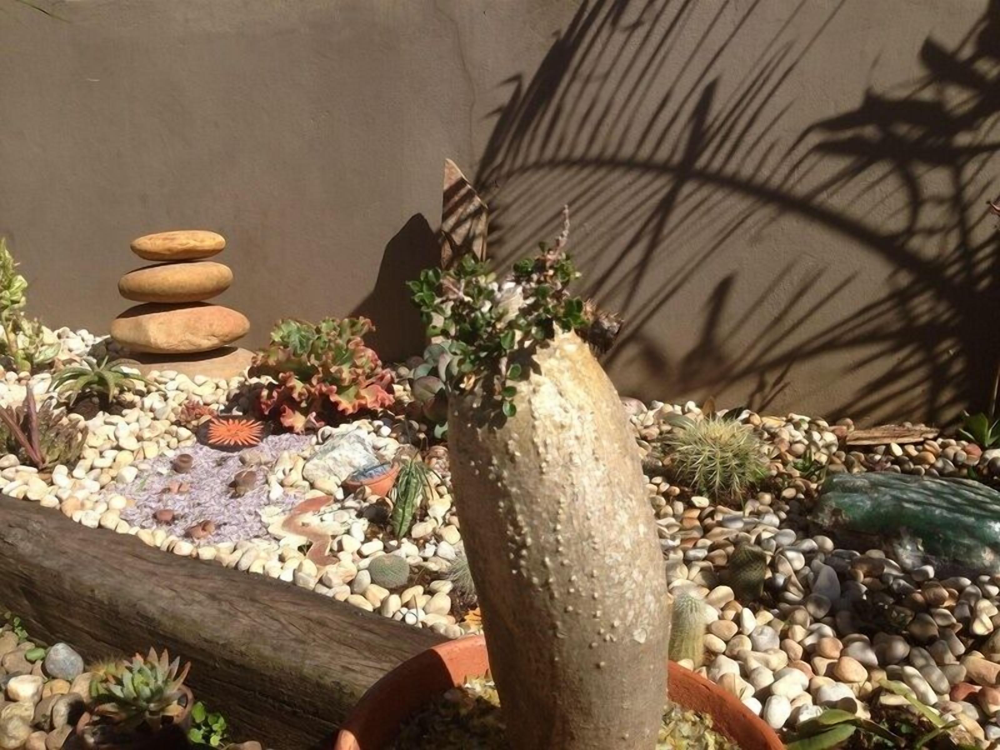 Jardim rochoso com diversos suculentos e cactos, um tronco de madeira e uma pilha de pedras.
