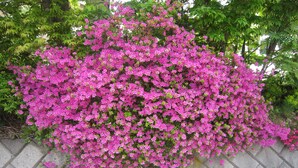 Um aglomerado denso de flores cor-de-rosa contra um muro de concreto.