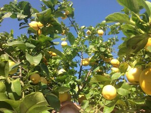 Terrenos do alojamento