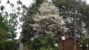 Uma árvore com flores brancas, um edifício de tijolos e um poste de luz.
