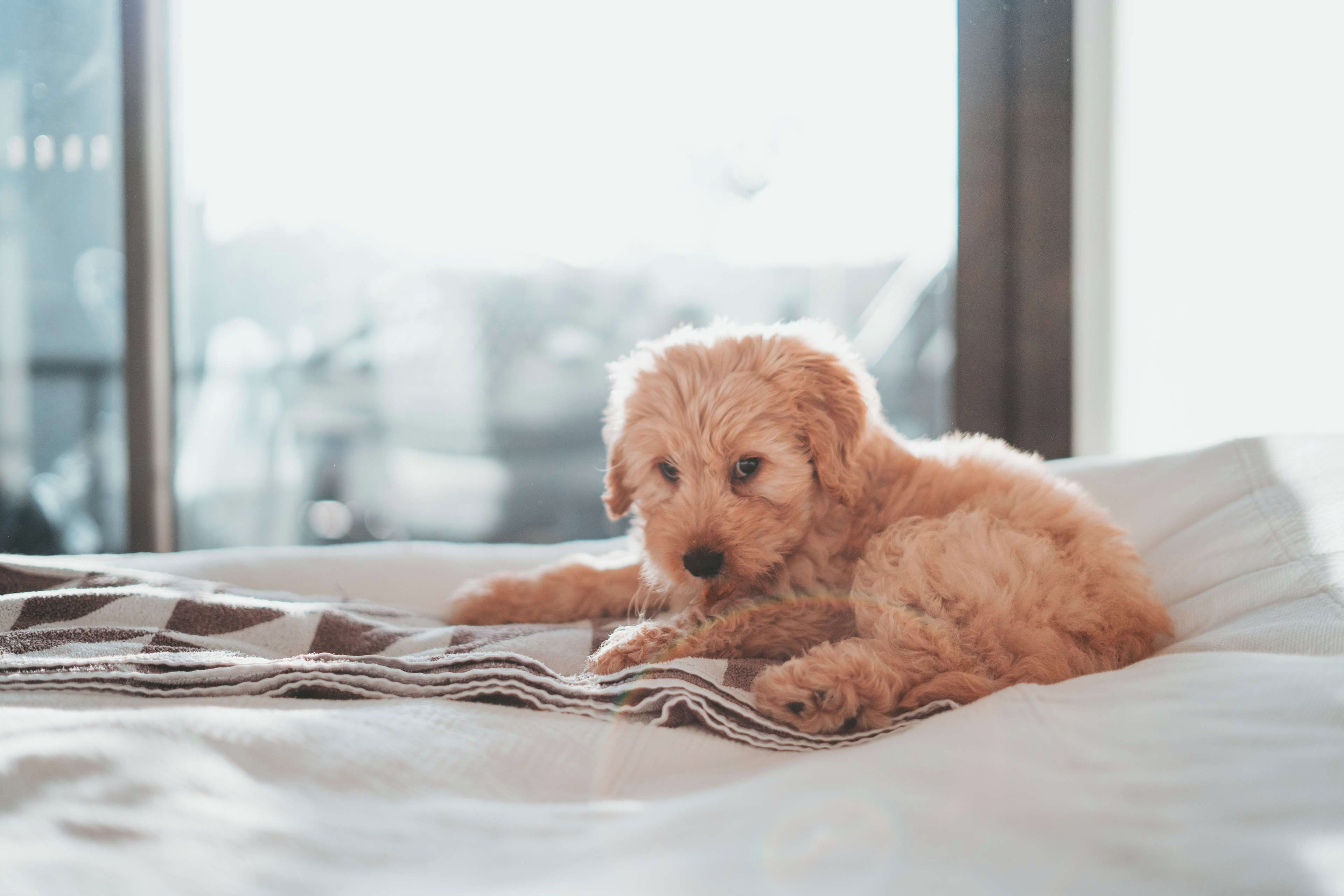 Um cão pequeno e fofo deitado em uma cama com um cobertor xadrez.
