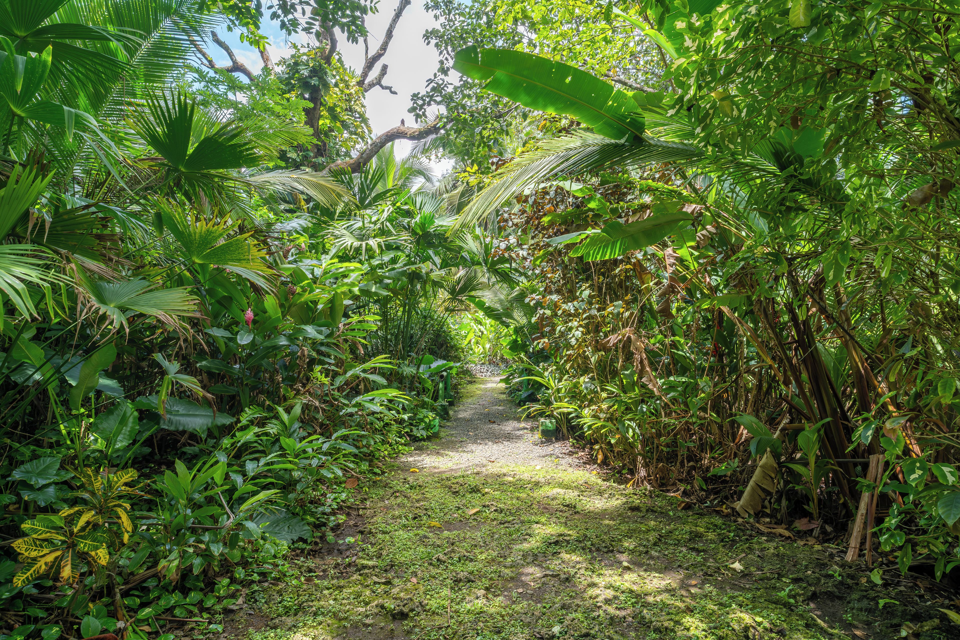 Um caminho estreito e não pavimentado, cercado por vegetação tropical densa.