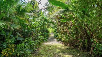 Um caminho estreito e não pavimentado, cercado por vegetação tropical densa.