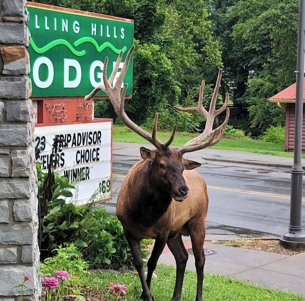 Rolling Hills Lodge - Cherokee, NC