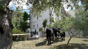 Terraço/pátio