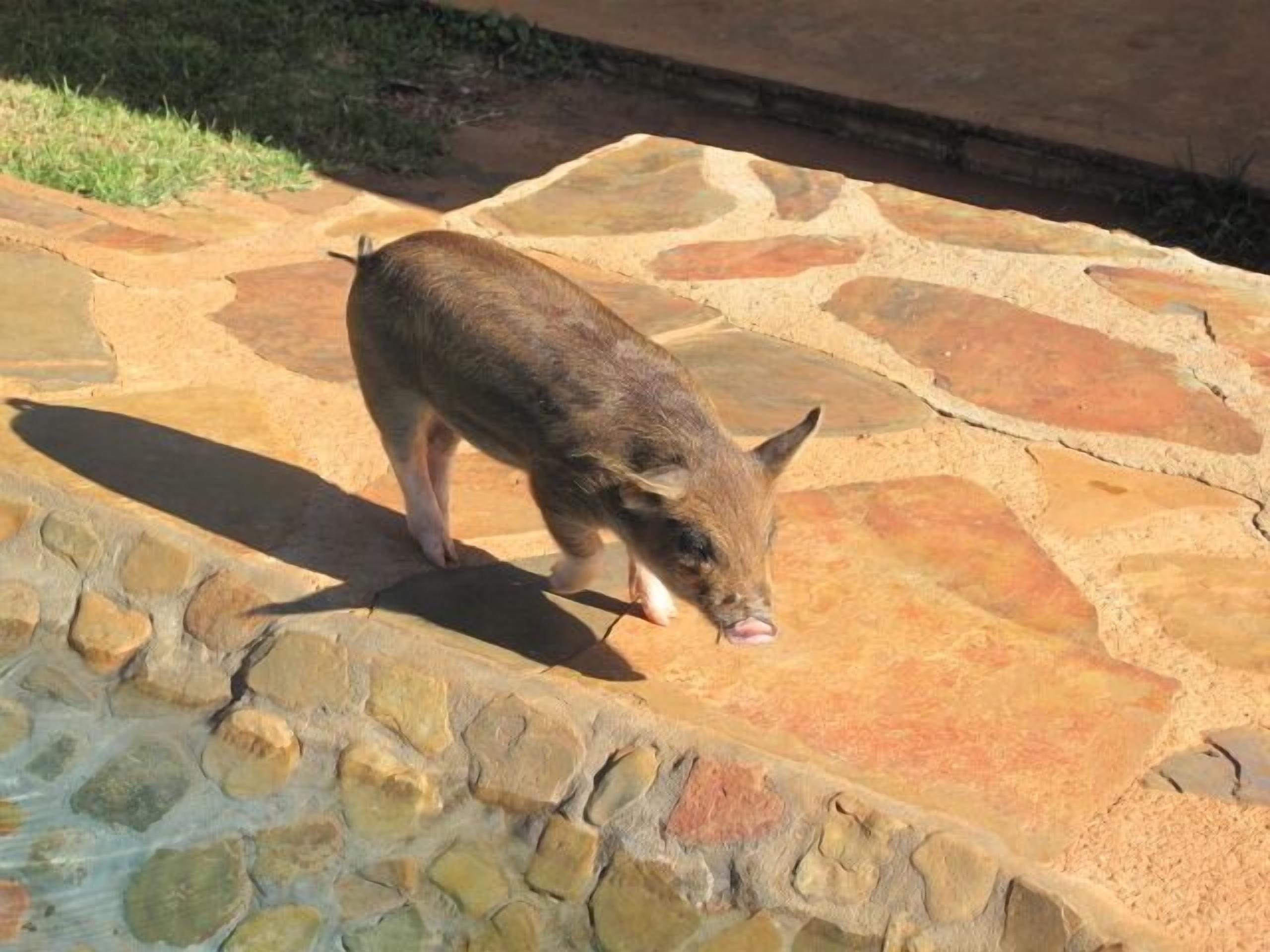 Um porco em um pátio de pedra.