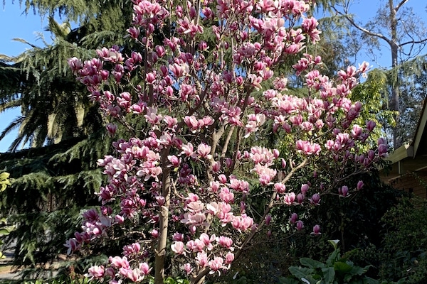 Jardim