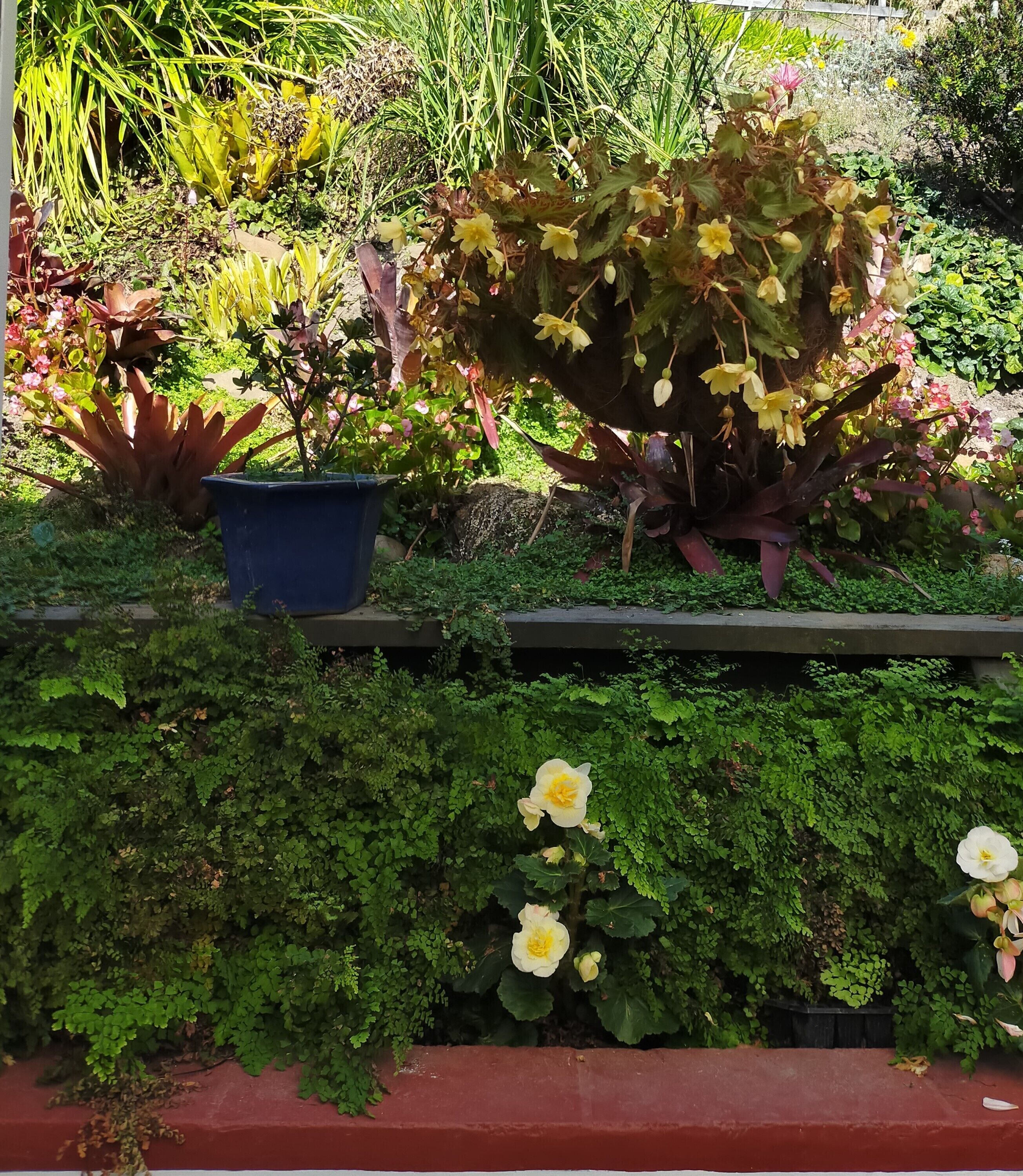 Um jardim com diversas plantas e flores, incluindo flores amarelas e brancas, e um vaso azul.