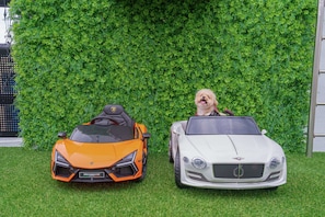 Dois carrinhos de brinquedo, um laranja e um branco, estacionados na grama, com uma sebe verde ao fundo.